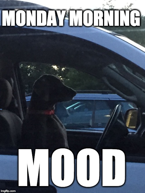 Traffic Dog - Imgflip