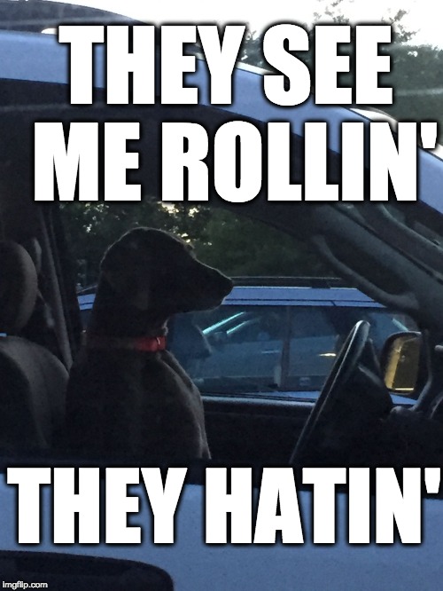 Traffic Dog - Imgflip