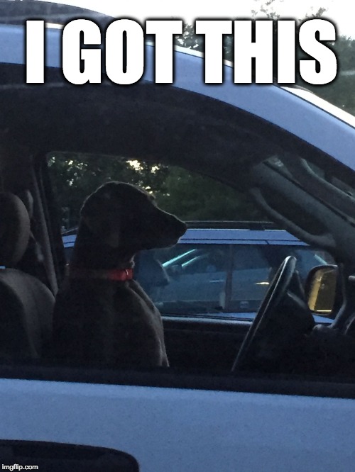Traffic Dog - Imgflip