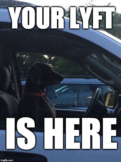 Traffic Dog - Imgflip