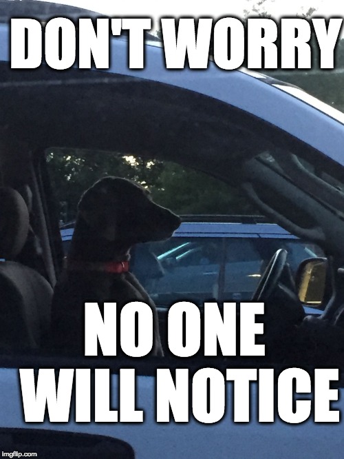 Traffic Dog - Imgflip