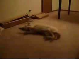 Image tagged in gifs,funny,dogs,fails - Imgflip