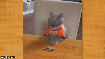 This is the greatest cat I've ever seen - Imgflip