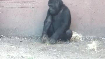 Bored Chimp Is Bored - Imgflip