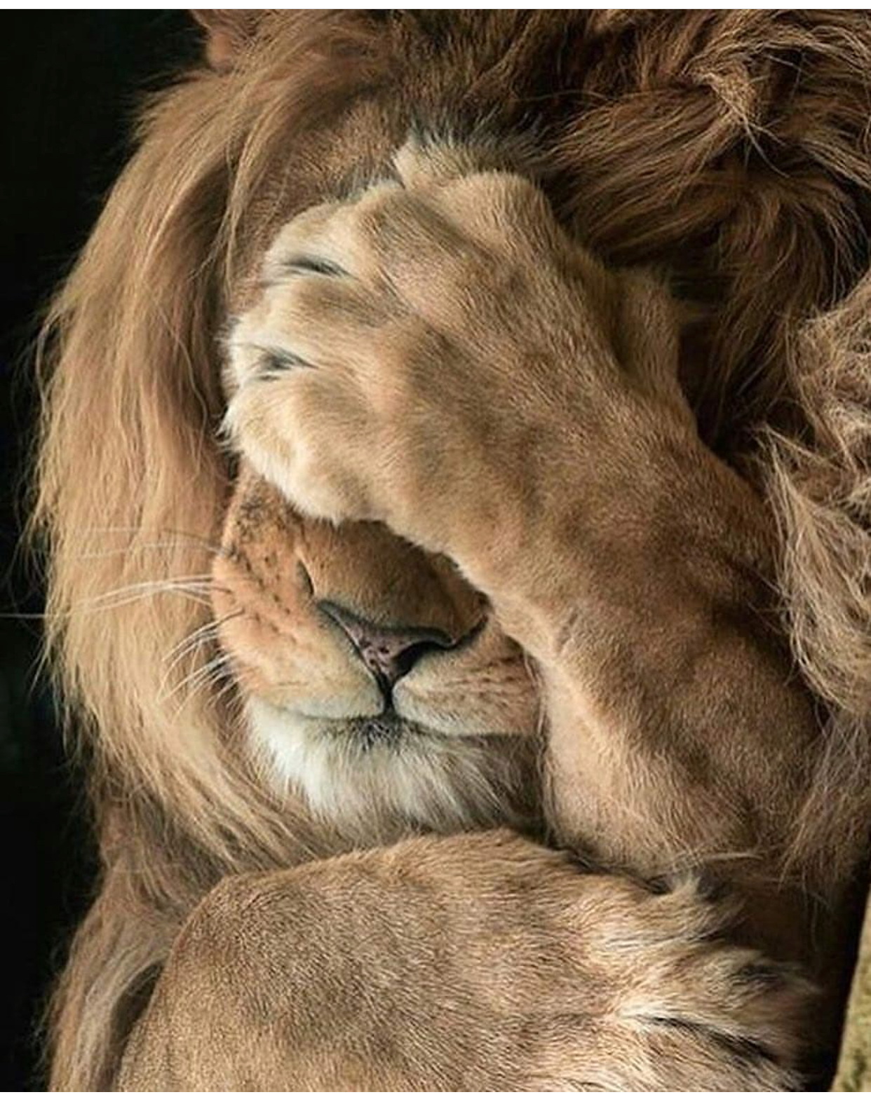 Lion Heart Blank Template Imgflip