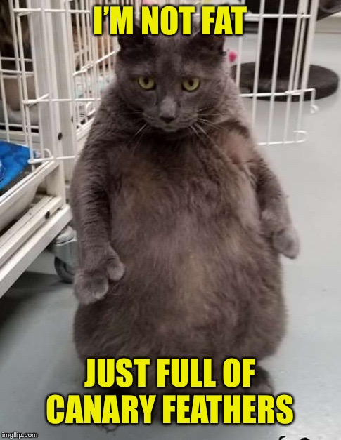 The Cat That Got the Canary (^ ^ ) - Imgflip