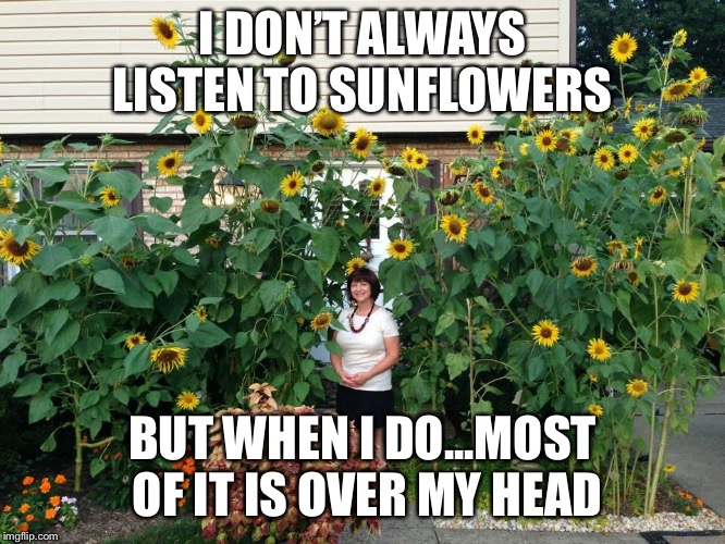 Image tagged in sunflower gathering - Imgflip