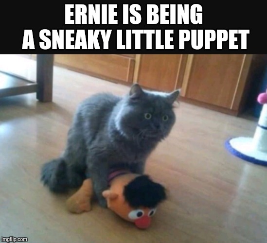 What if BERT finds out - Imgflip