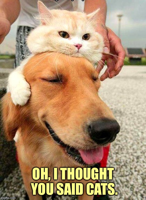 That's a nice hat. - Imgflip