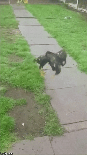 Dog Police On The Spot...Break it up..Break it up..Break it up! (ง︡'-'︠ ...