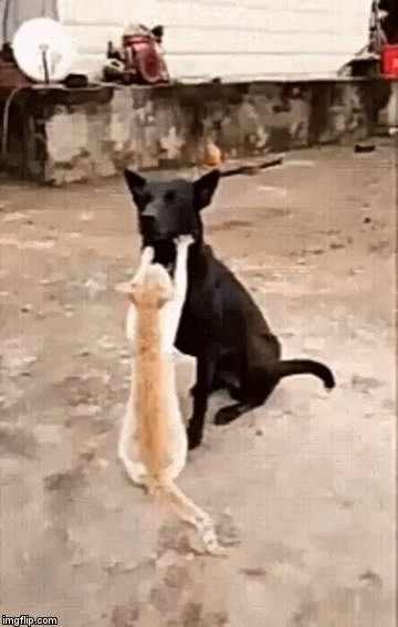 Who Doesn't Love A Neck Meowssage. ≧^ ^≦ - Imgflip