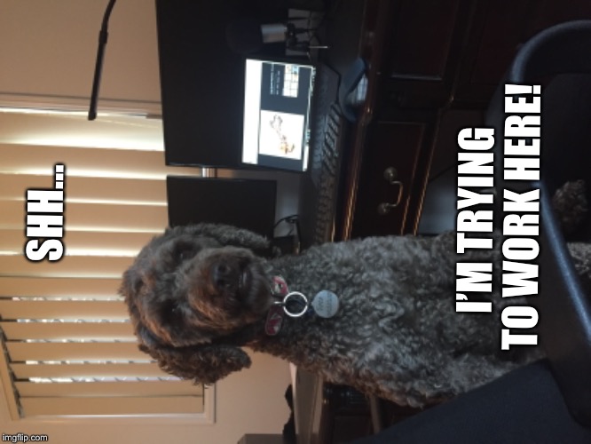 Dog at work - Imgflip