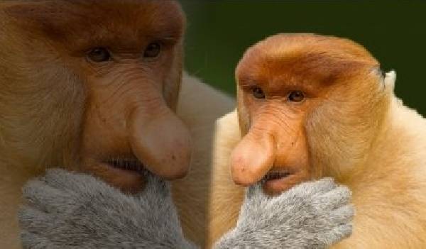 Nosacz Blank Template - Imgflip