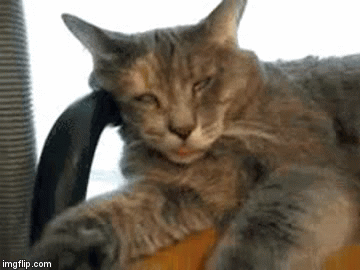 Cat Drug Dealers These Days. - Imgflip