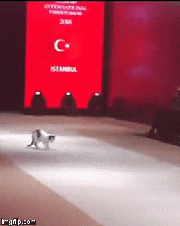Catwalk on the catwalk - Imgflip