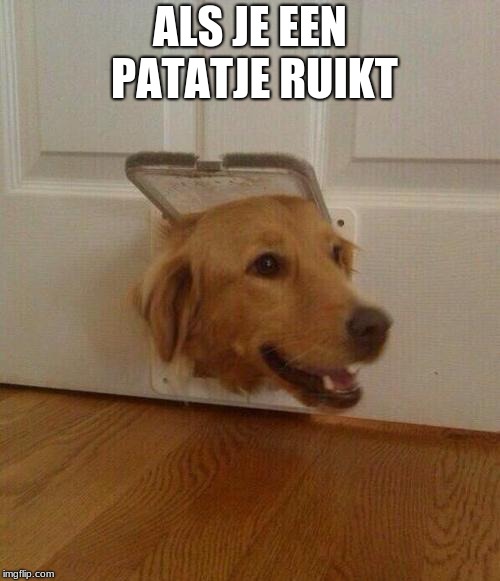 Dog door - Imgflip