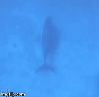 Amazing whale jump - Imgflip