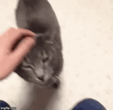 Cats behavior in a nutshell - Imgflip