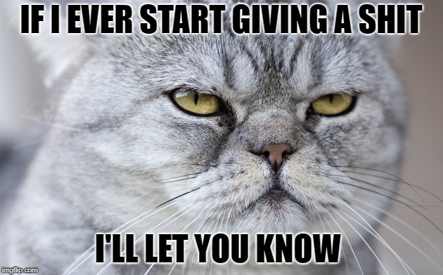 Typical Cat - Imgflip