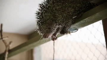 Special Delivery for Kemosabe the Porcupine - Imgflip