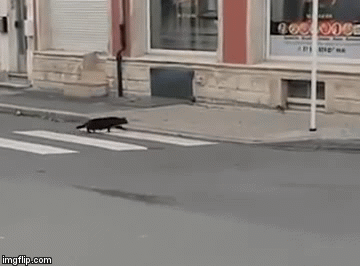 Not today "Cat" - Imgflip