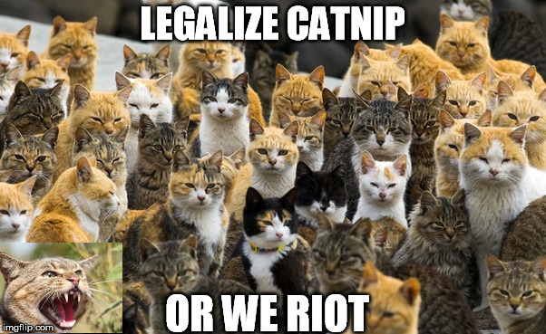 Cat fight!!! - Imgflip