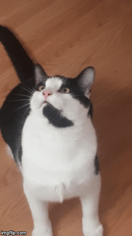 Cat tracker - Imgflip