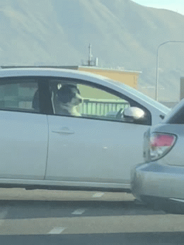 Pup driving - Imgflip