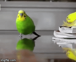 Epic parrot action - Imgflip