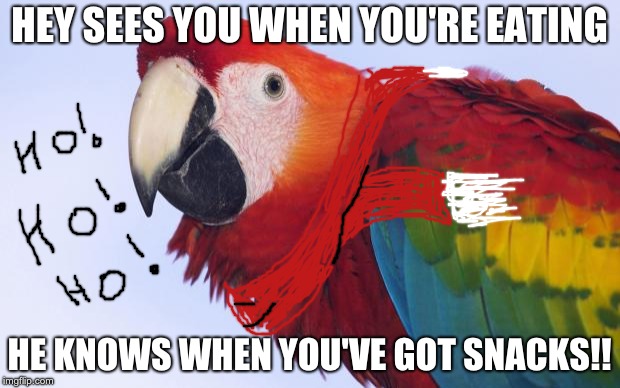 Maladaptive Daydream Macaw - Imgflip