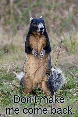 2-Foot-Tall Squirrel Spotted In North Carolina - AR15.COM
