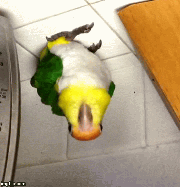 cursed ceiling bird - Imgflip