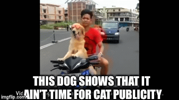 Dog Driver - Imgflip