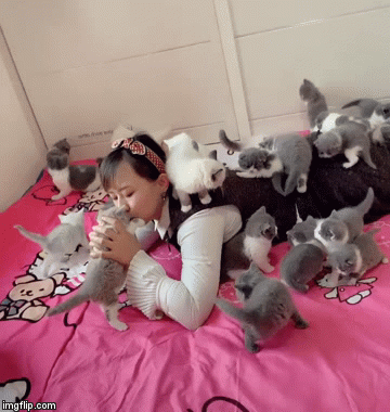 kitten heaven ღღღ - Imgflip