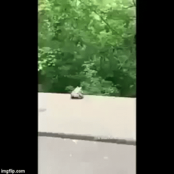 frog is dead - Imgflip