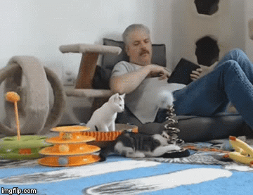 Awww Startled Kitten - Imgflip