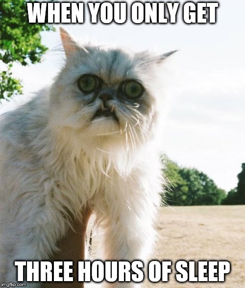 Sleep Deprived Cat Imgflip