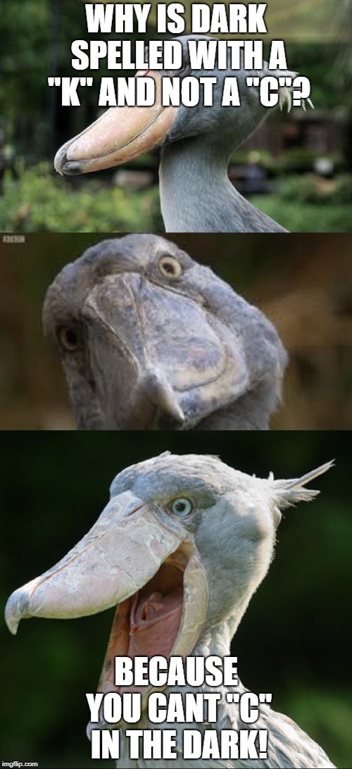 Bad Joke Bird 3 Imgflip Bad Joke Bird 3 Imgflip