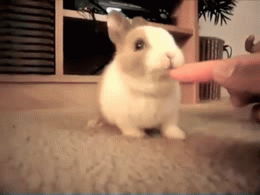 Animated GIF - Imgflip