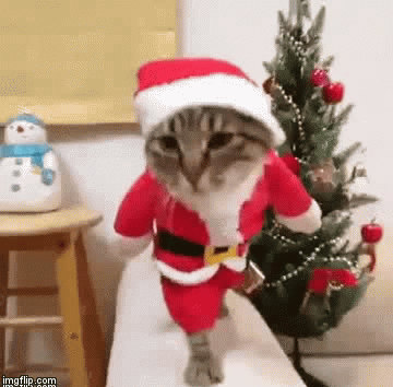 To all the "Cat Lovers" - Imgflip