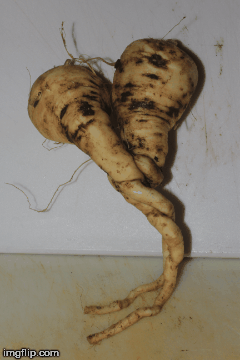 How baby Parsnips are made - Imgflip