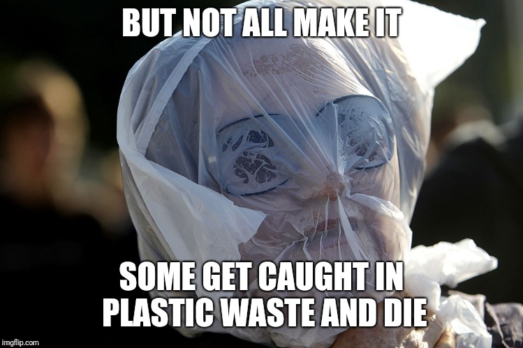 Image tagged in jellyfish - Imgflip