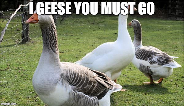 Laughing Geese Memes