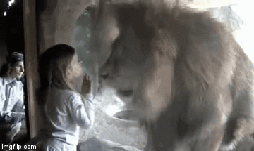 Brave....kid.... - Imgflip