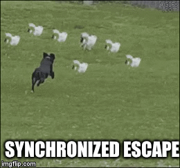 Dog chase cats - Imgflip