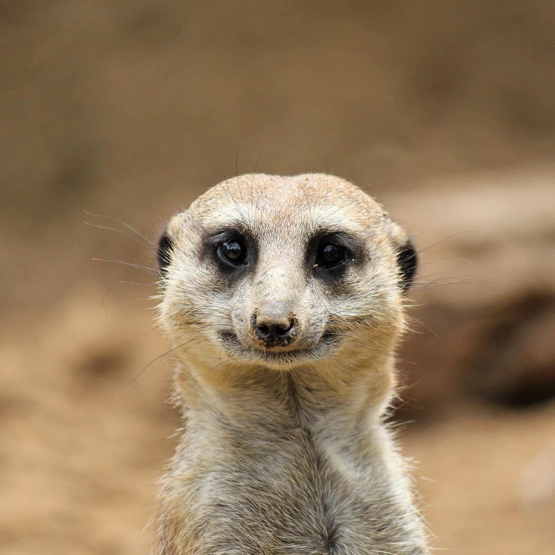 Well Meaning Meercat Blank Template Imgflip