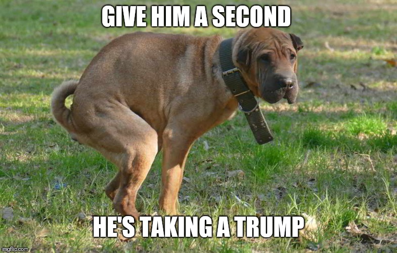 Image tagged in dog pooping - Imgflip