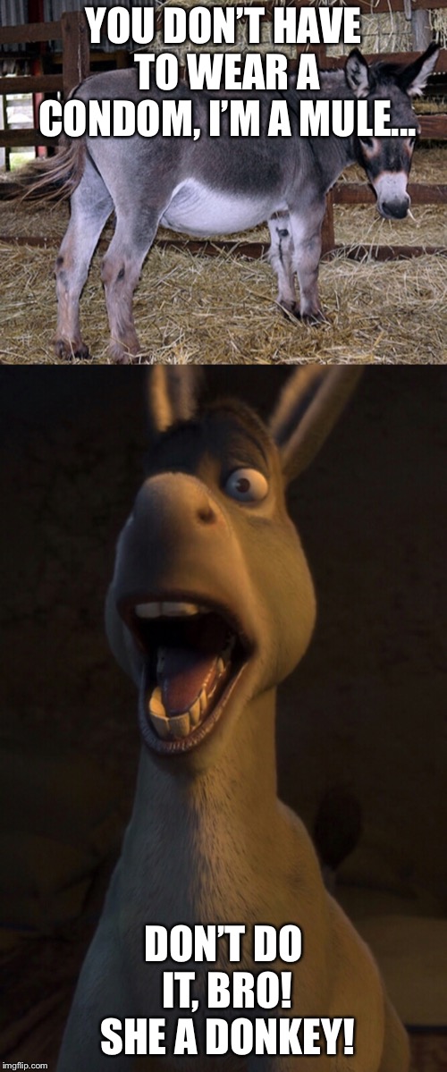 Image tagged in donkey,meme,condom - Imgflip