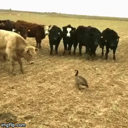 Showdown Between Some Cows and A "Canadian Gangster Geese" - Imgflip