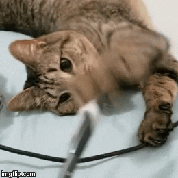 Cuteness Overload - Imgflip